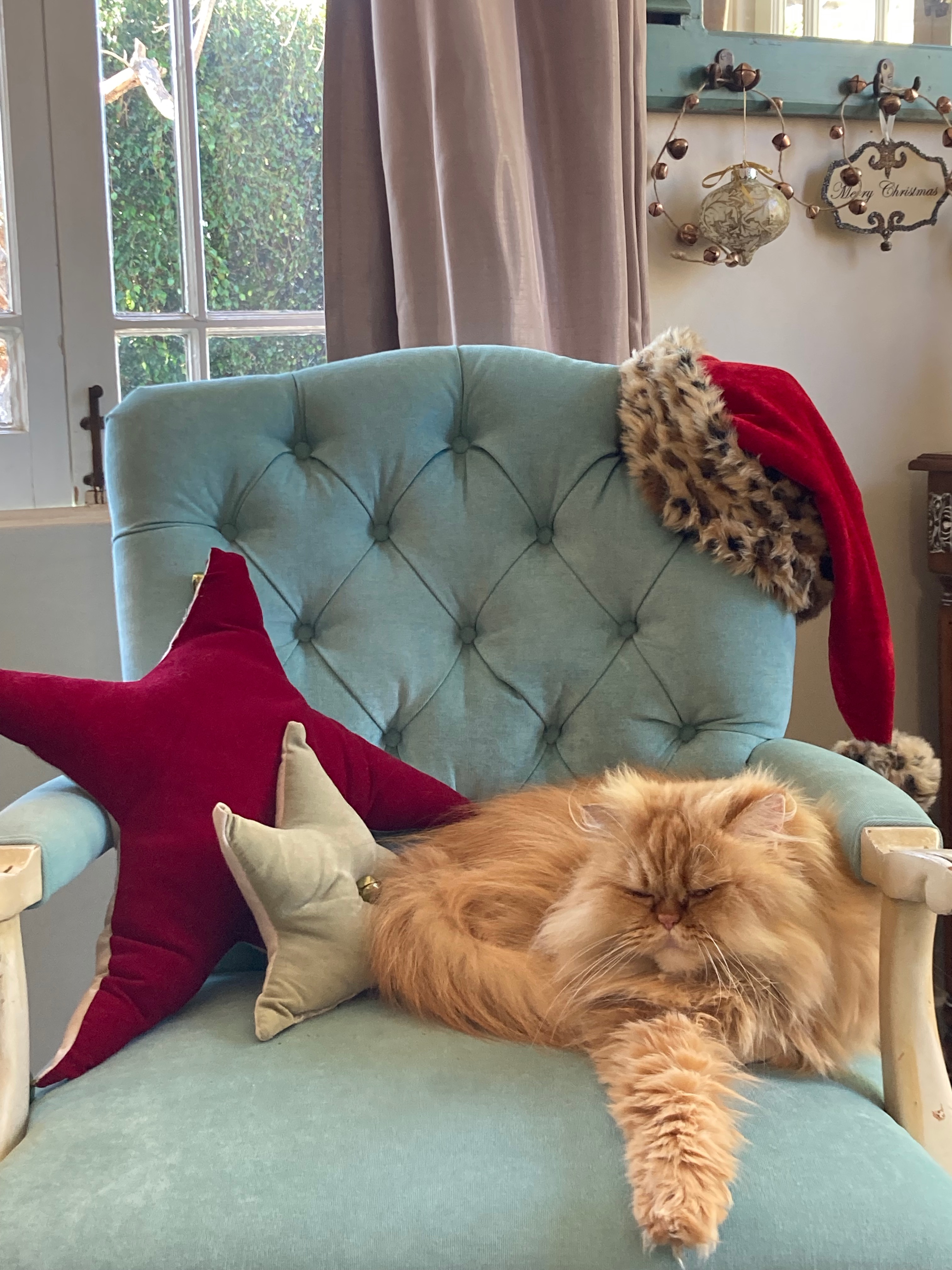 A Catnip Christmas Eve - Cat Lady in the CanyonCat Lady in the Canyon